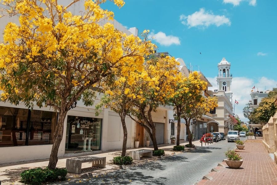 El Esplendor del Roble Amarillo: Santo Domingo se Viste de Color ...