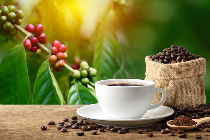 El origen del café y su presencia en República Dominicana - PincelDigital.do